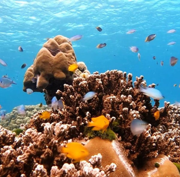 Similan Islands (Speed Boat) – Phuket Sunnysmile Travel